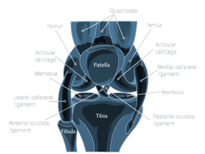 Knee Services - Benedict Nwachukwu, MD, MBA | Hip, Knee & Shoulder ...